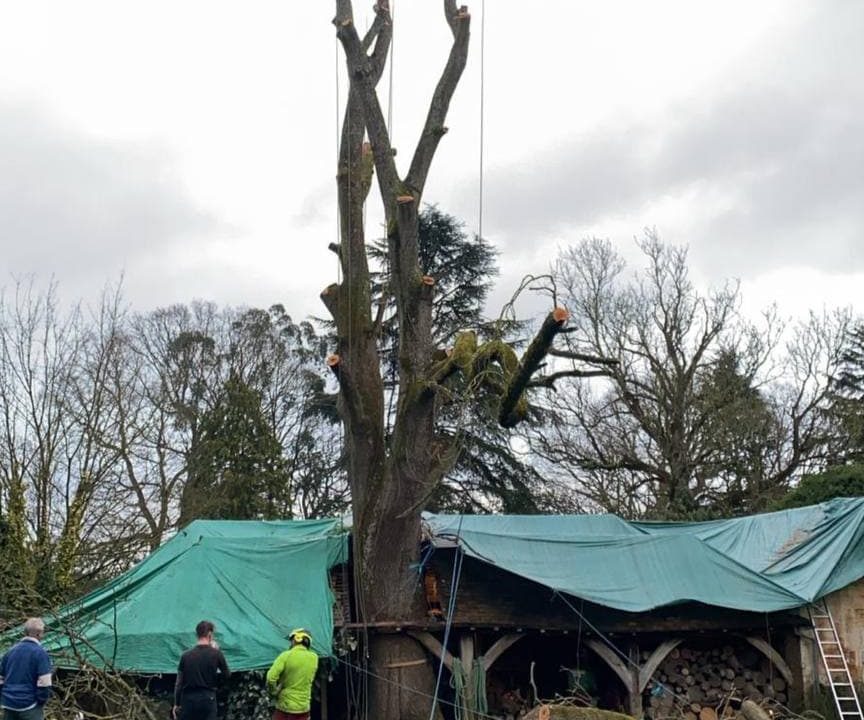 Tree Surgery Specialists in Folkestone Kent & Surrounding